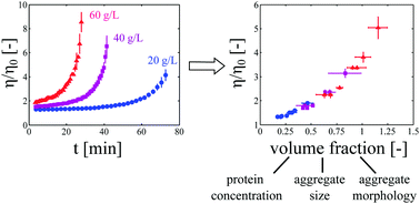 Impact of aggregate formation on the viscosity of protein solutions ...