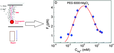 Polyethylene glycol and divalent salt-induced DNA reentrant ...