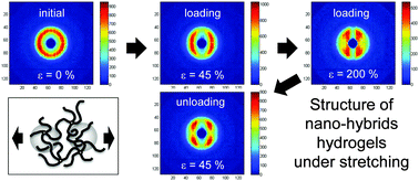 Structure investigation of nanohybrid PDMA/silica hydrogels at rest and ...