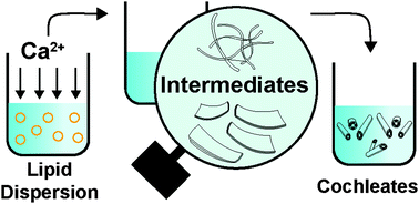 Understanding cochleate formation: insights into structural development ...