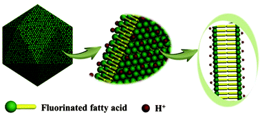Faceted fatty acid vesicles formed from single-tailed perfluorinated ...