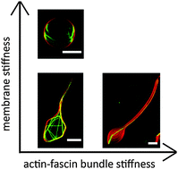 Shape control of lipid bilayer membranes by confined actin bundles ...
