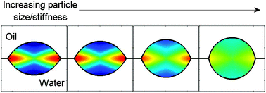 Adsorption of soft particles at fluid interfaces - Soft Matter (RSC Publishing)