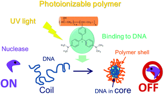 Photoinduced conformational changes in DNA by poly(vinyl alcohol ...