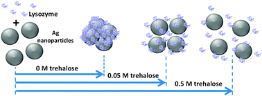 Revealing the trehalose mediated inhibition of protein aggregation ...