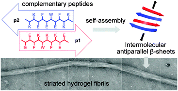 A modular self-assembly approach to functionalised β-sheet peptide ...