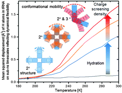 Charge screening in RNA: an integral route for dynamical enhancements ...