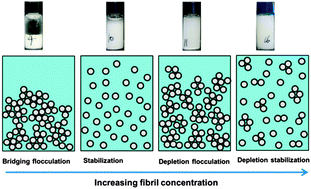 Stability of colloidal dispersions in the presence of protein fibrils ...