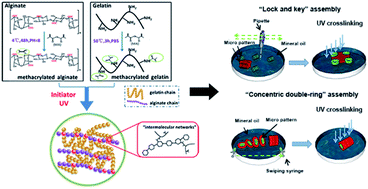 A biocompatible hydrogel with improved stiffness and hydrophilicity for ...