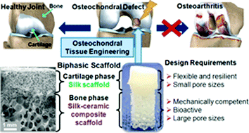 A biphasic scaffold based on silk and bioactive ceramic with stratified ...