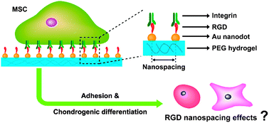 Effects of RGD nanospacing on chondrogenic differentiation of ...