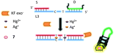 G-quadruplex-based logic gates for HgII and AgI ions employing a ...