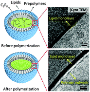 Internal polymer scaffolding in lipid-coated microbubbles for control ...