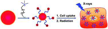 Cationic surface modification of gold nanoparticles for enhanced ...