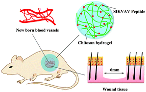 A laminin mimetic peptide SIKVAV-conjugated chitosan hydrogel promoting ...