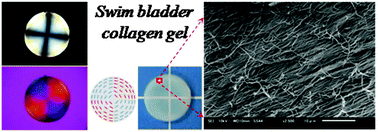 Swim bladder collagen forms hydrogel with macroscopic superstructure by ...
