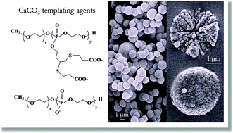 Double hydrophilic polyphosphoester containing copolymers as efficient ...