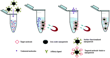 Synthesis and design of biologically inspired biocompatible iron oxide ...