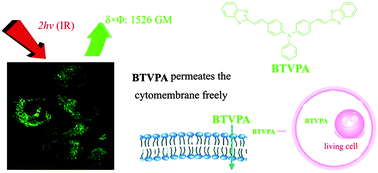 A membrane-permeable dye for living cells with large two-photon excited ...