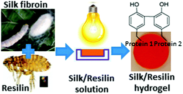 Fabrication of highly elastic resilin/silk fibroin based hydrogel by ...
