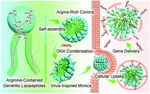 Virus-inspired mimics: self-assembly of dendritic lipopeptides into ...