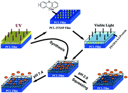 Synthesis of pH-responsive hydrogel thin films grafted on PCL ...