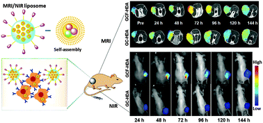 A bimodal MRI and NIR liposome nanoprobe for tumor targeted molecular ...