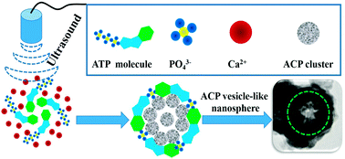Vesicle-like nanospheres of amorphous calcium phosphate: sonochemical synthesis using the ...