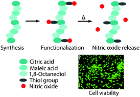 Biodegradable citrate-based polyesters with S-nitrosothiol functional ...