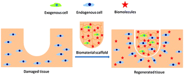 Biomaterials for in situ tissue regeneration: development and ...