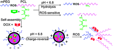 Reactive oxygen species (ROS) responsive PEG–PCL nanoparticles with pH ...