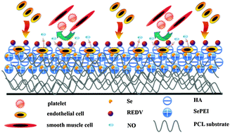 Rapid in situ endothelialization of a small diameter vascular graft ...