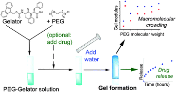 Macromolecular crowding and hydrophobic effects on Fmoc-diphenylalanine ...
