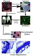 Investigating the potential of human placenta-derived extracellular ...