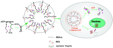 ATP triggered drug release and DNA co-delivery systems based on ATP ...