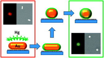 Investigation of Au–Hg amalgam formation on substrate-immobilized ...