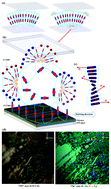 Design, synthesis and application of hydrogen bonded smectic liquid ...
