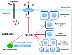 The role of breast cancer resistance protein (Bcrp/Abcg2) in triptolide ...