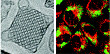 Effects of monoolein-based cubosome formulations on lipid droplets and ...