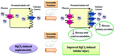 Amelioration of mercury nephrotoxicity after pharmacological ...