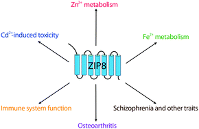 Molecular and pathophysiological aspects of metal ion uptake by the ...