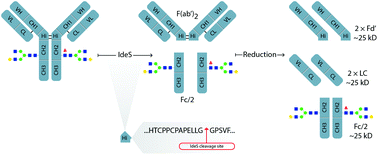 Rapid and improved characterization of therapeutic antibodies and ...