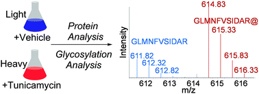 Quantification of tunicamycin-induced protein expression and N ...