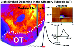 Application of fast-scan cyclic voltammetry for the in vivo ...