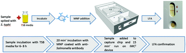 A portable immunomagnetic cell capture system to accelerate culture ...