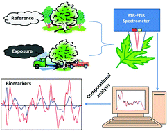 Spectrochemical analysis of sycamore (Acer pseudoplatanus) leaves for ...