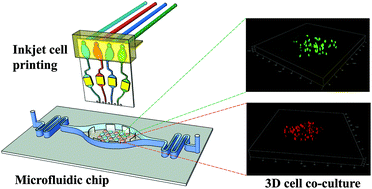 A novel approach for precisely controlled multiple cell patterning in ...