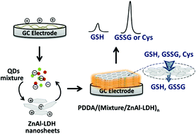 Electrochemiluminescence detection of reduced and oxidized glutathione ...