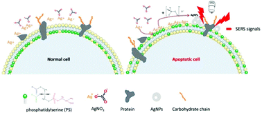Early apoptosis real-time detection by label-free SERS based on ...