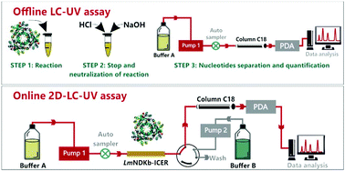 Label-free offline versus online activity methods for nucleoside ...